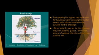 DRAINAGE AND ITS TYPES PPTPPRISI(Prisi).pptx | Gardening | Home & Garden