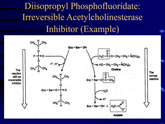 enzyme kinetics-how it works, michelis menten equation | PPT