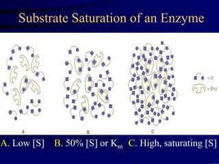 enzyme kinetics-how it works, michelis menten equation | PPT