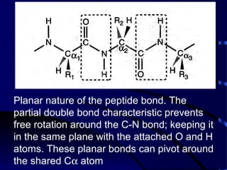 Biomolecules: Amino Acids and Peptides | PPT