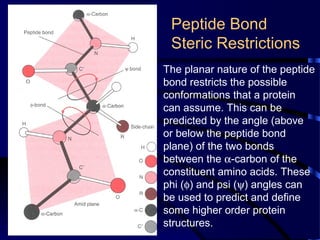 Biomolecules: Amino Acids and Peptides | PPT