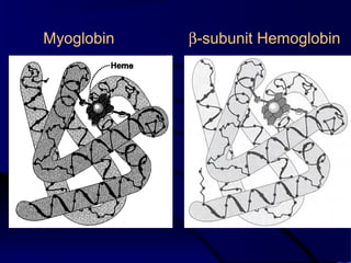 Biomolecules: Peptides and Proteins | PPT