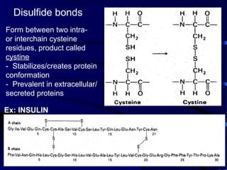 Biomolecules: Peptides and Proteins | PPT