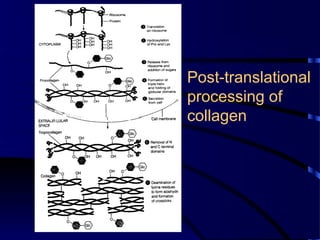 Higher Order Protein Structures | PPT