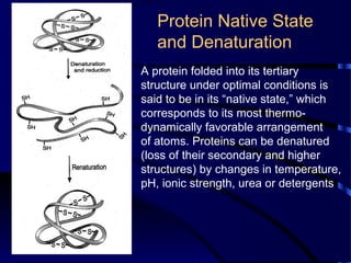 Higher Order Protein Structures | PPT