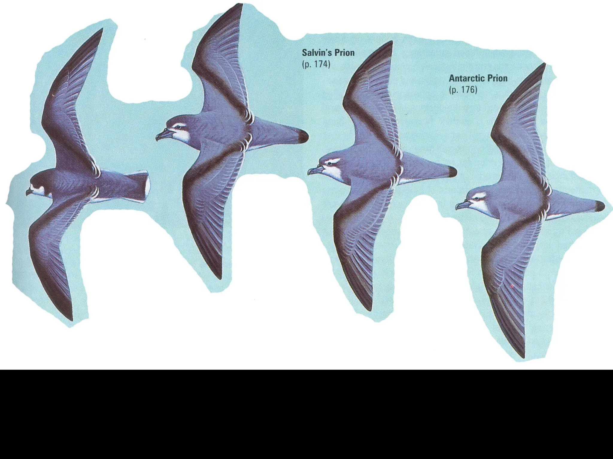 Birds of the Drake Passage - likely birds to see | PPT