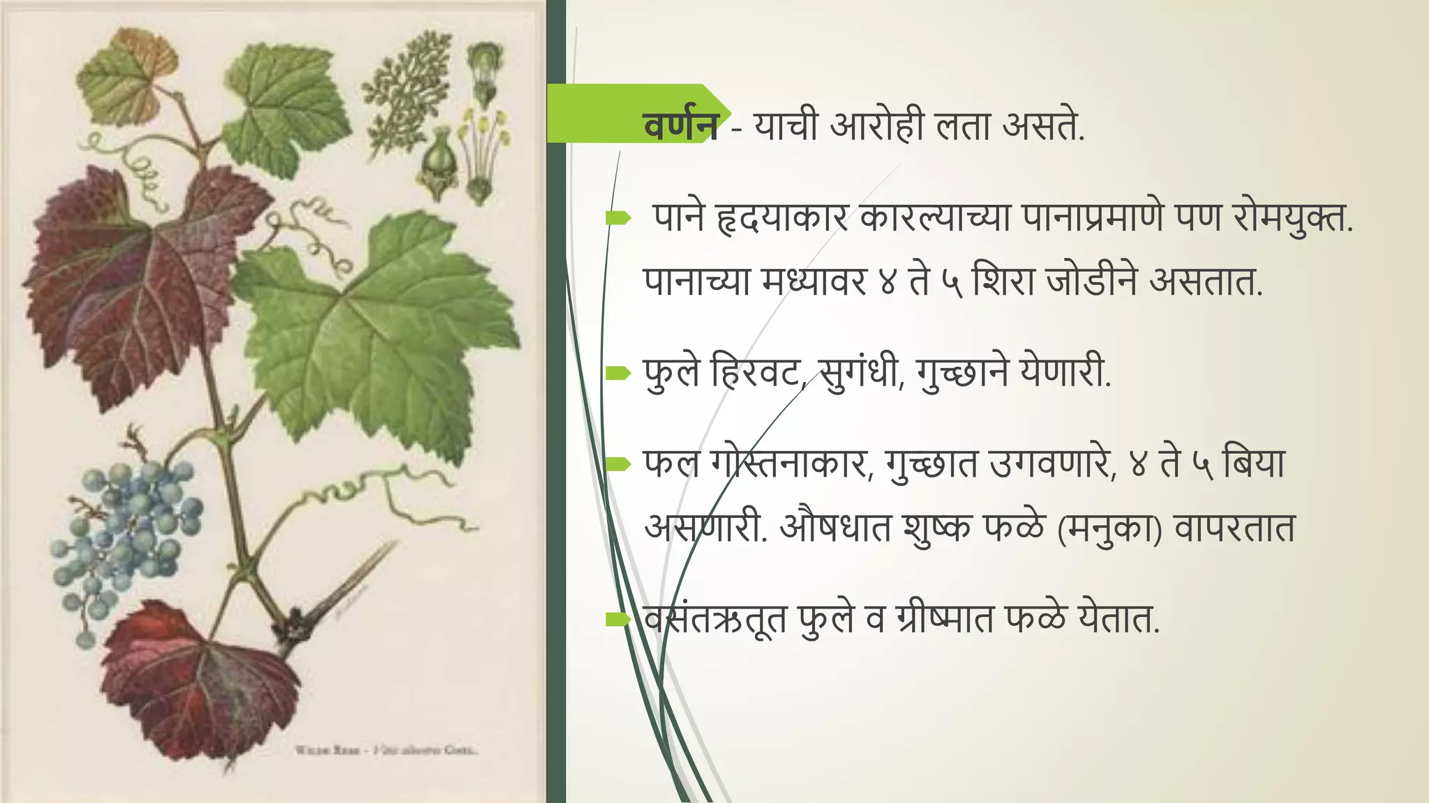 Draksha = Vitis vinifera | PPT