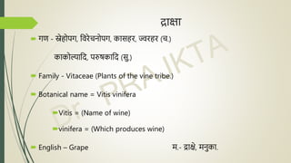 Draksha = Vitis vinifera | PPT