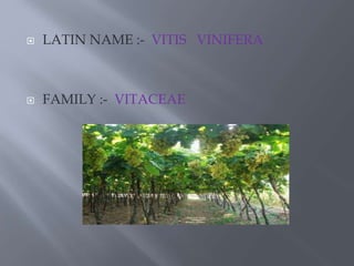 Draksha plant ppt | PPTX