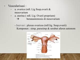 dr Alfaina_Anatomi klinik blok repro 2023.ppt
