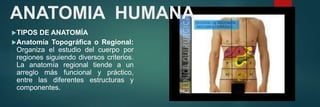 Dra maytte anatomia conceptos | PPTX