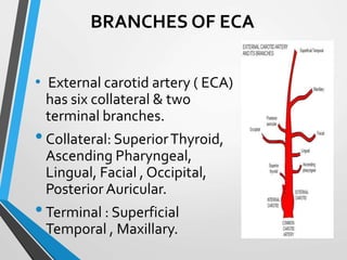Dr Anand_Anatomy 21-8-20.pptx