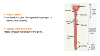 Retrograde uretherogram and Micturating cysto-uretherogram | PPTX