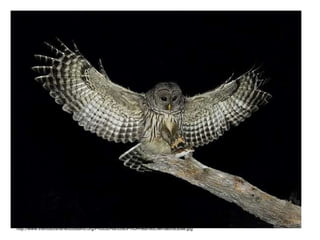 Draper presentation on dark sky | PPT