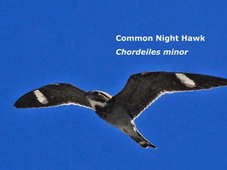 Draper presentation on dark sky | PPT