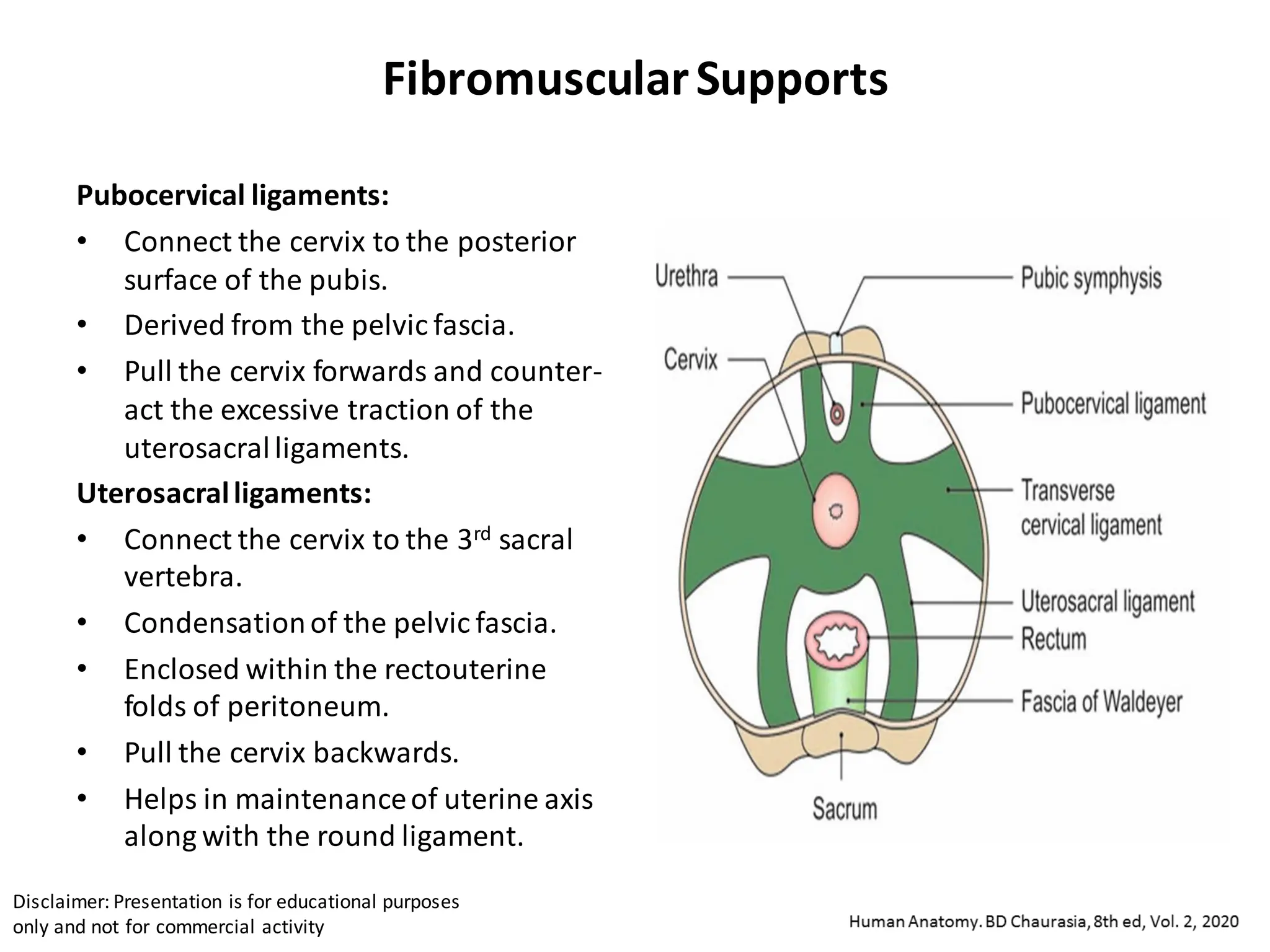 Uterus anatomy female reproductive organs | PDF