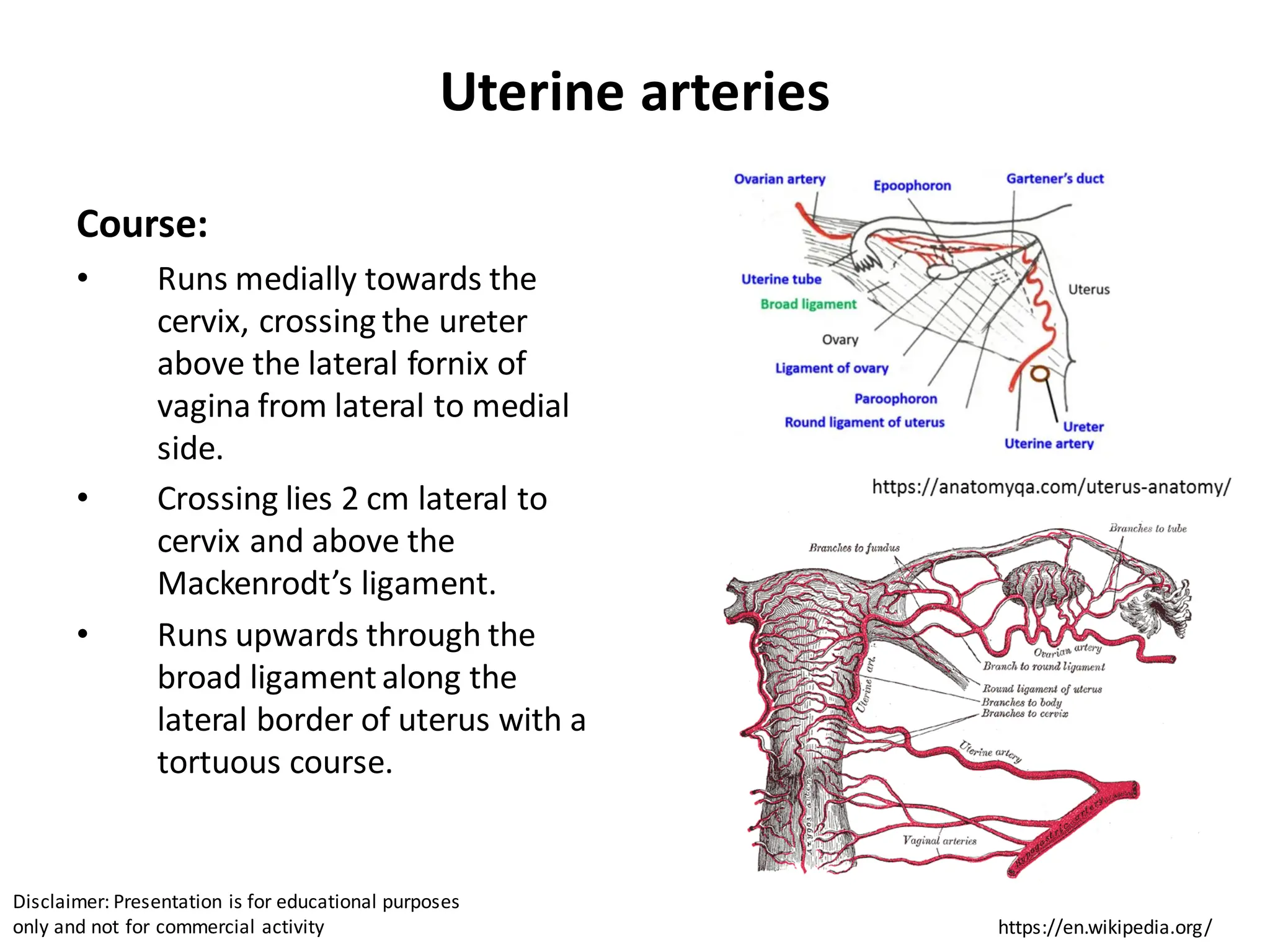 Uterus anatomy female reproductive organs | PDF