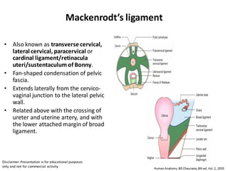 Uterus anatomy female reproductive organs | PDF