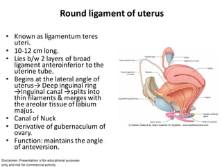 Uterus anatomy female reproductive organs | PDF