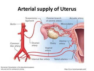 Uterus anatomy female reproductive organs | PDF