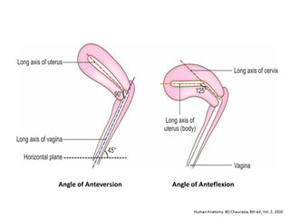 Uterus anatomy female reproductive organs | PDF