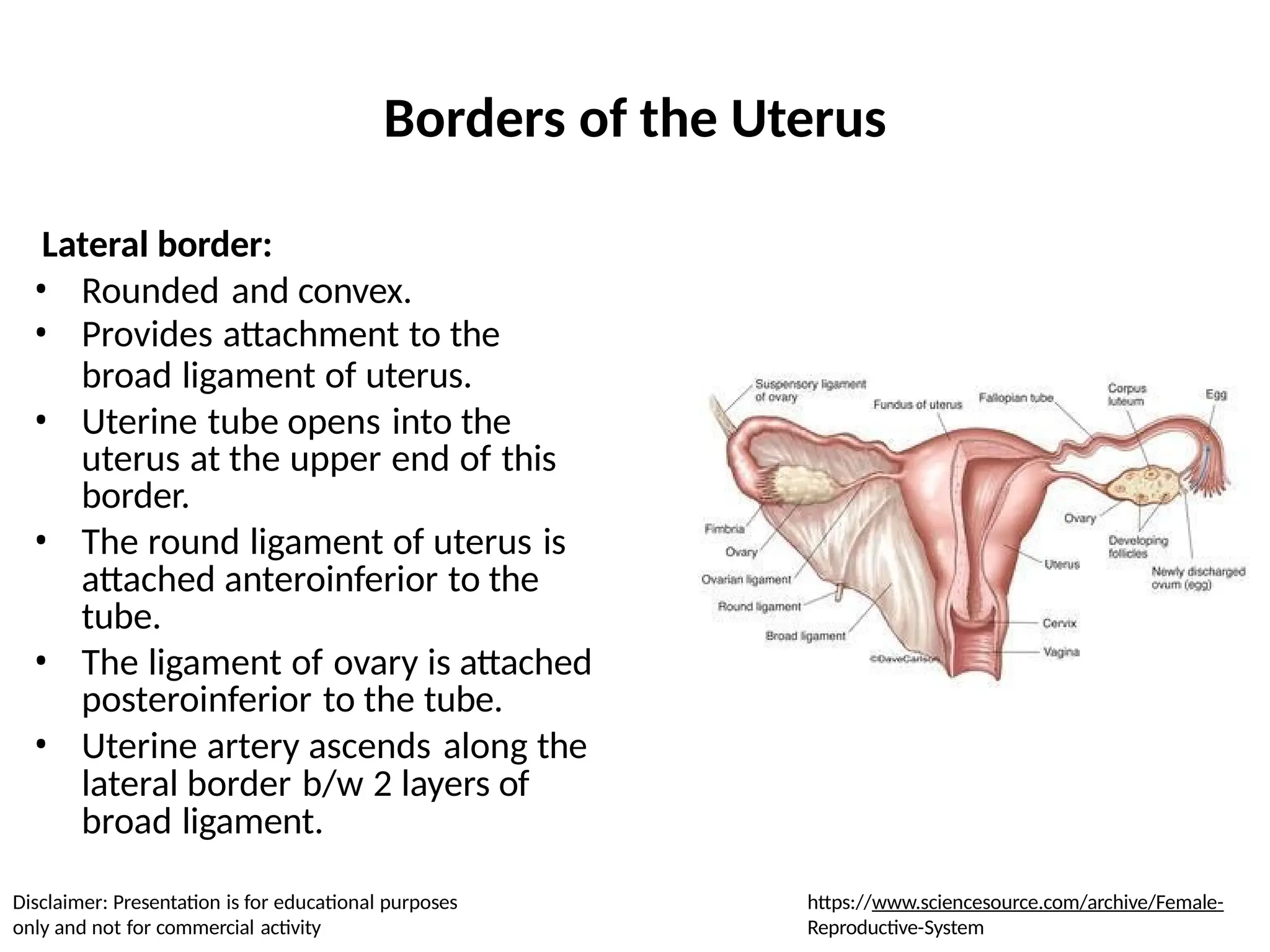 dr_archana-rani_uterus.pptx anatomy physiological | PPTX