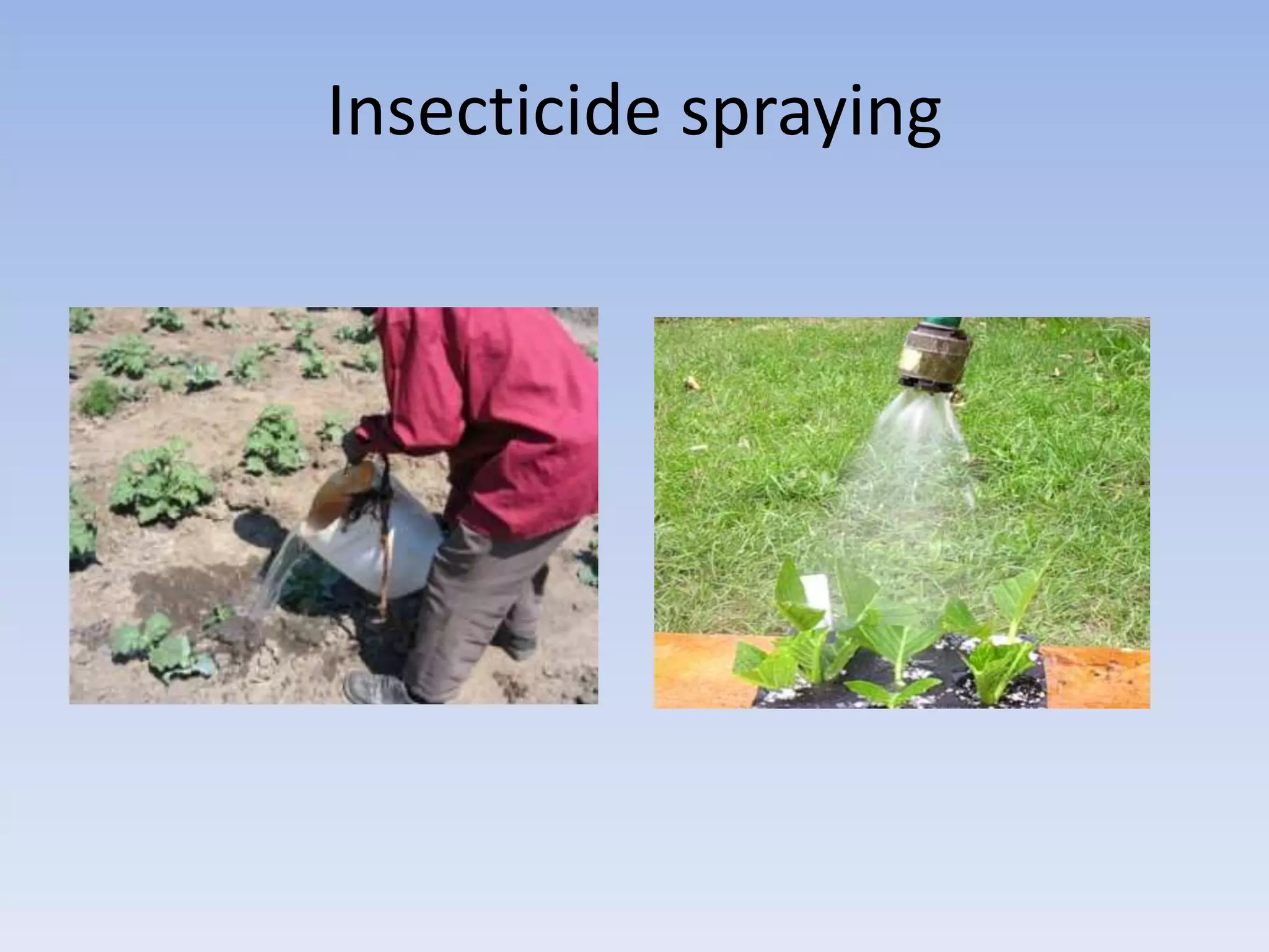 INTEGRATED PESTICIDE MANAGEMENT IN VEG SEED PROD | PPTX
