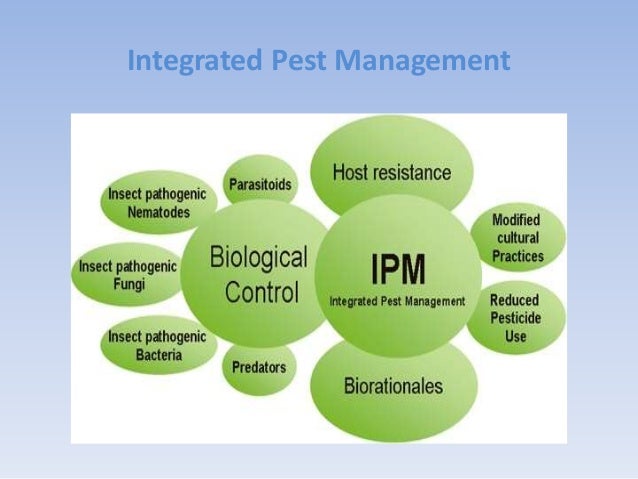 INTEGRATED PESTICIDE MANAGEMENT IN VEG SEED PROD