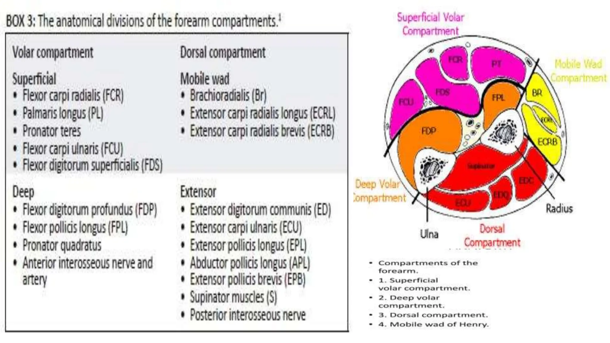 Volkmann Ischemic Contracture Orthopaedicspptx