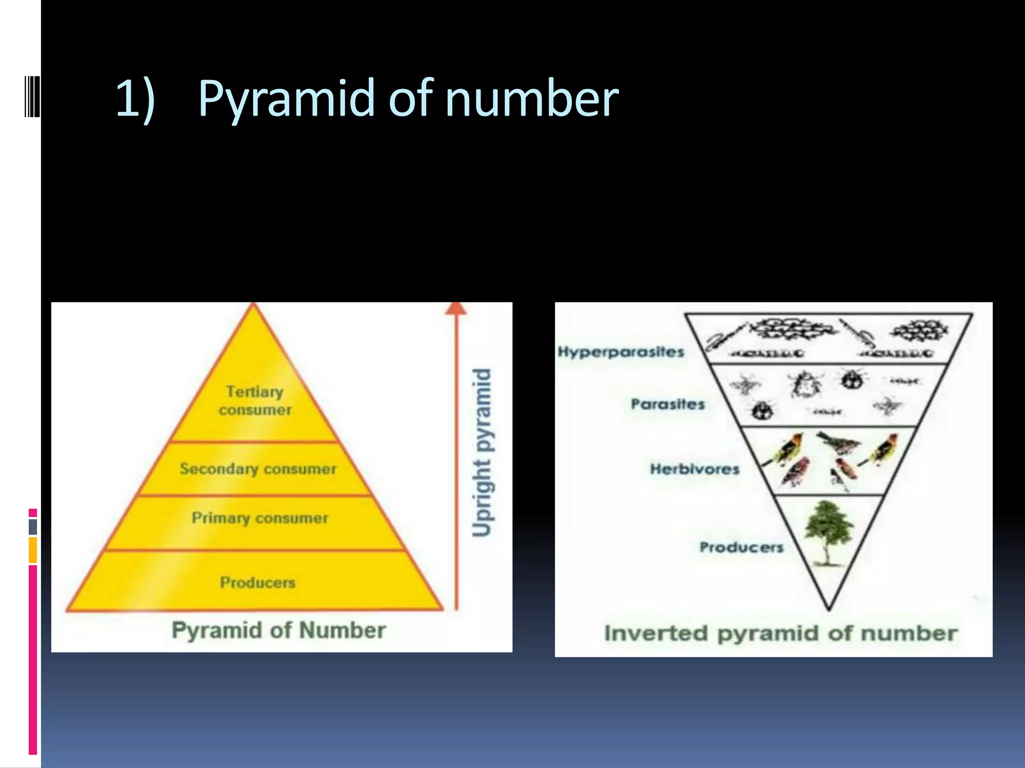 FOOD CHAIN & FOOD WEB | PPTX