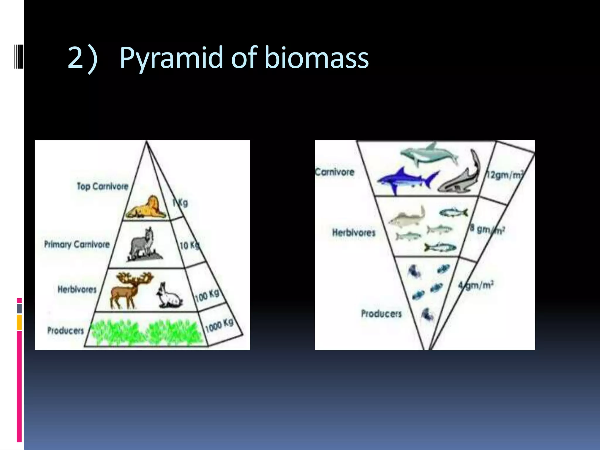 FOOD CHAIN & FOOD WEB | PPTX