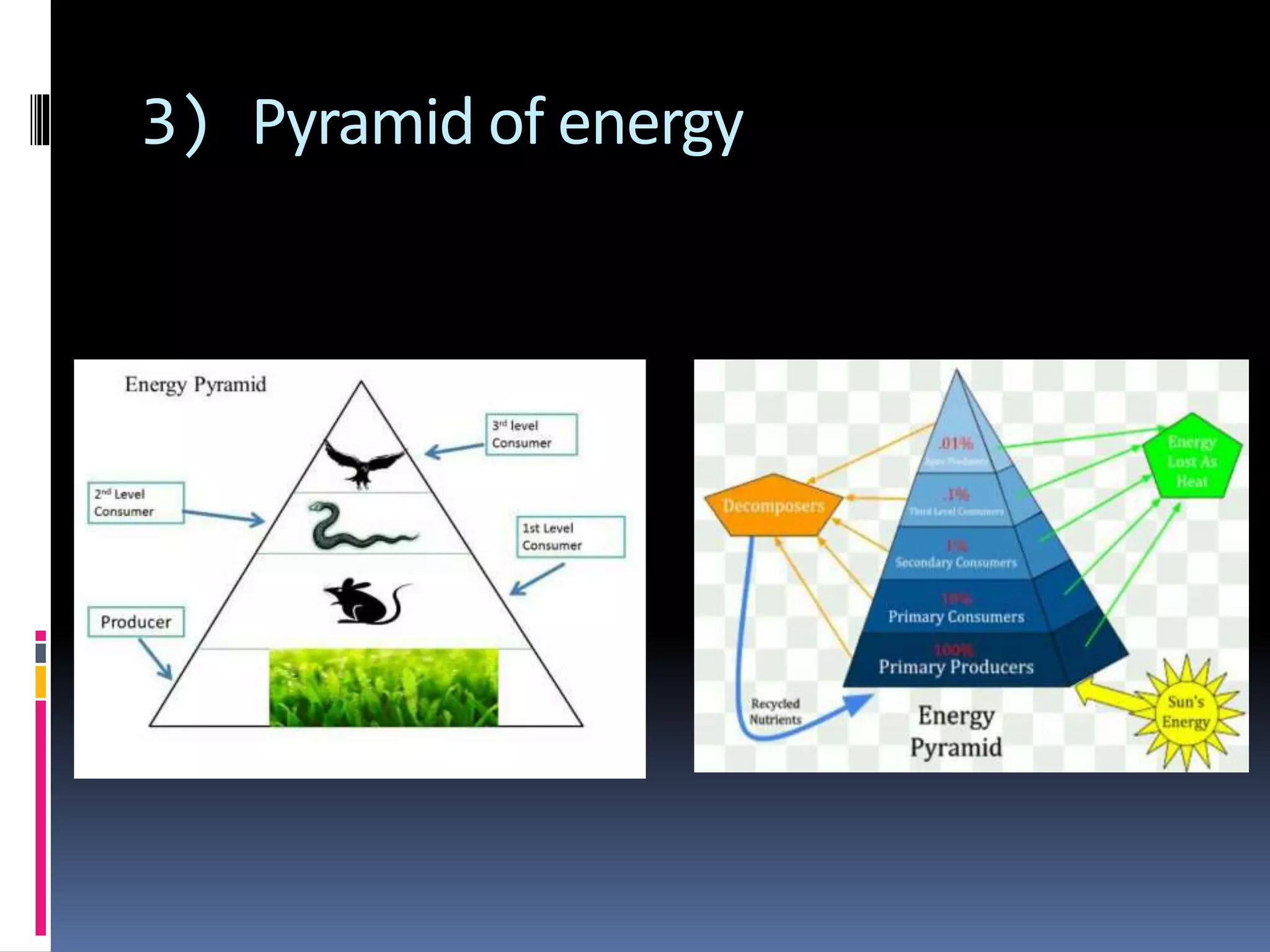 FOOD CHAIN & FOOD WEB | PPTX
