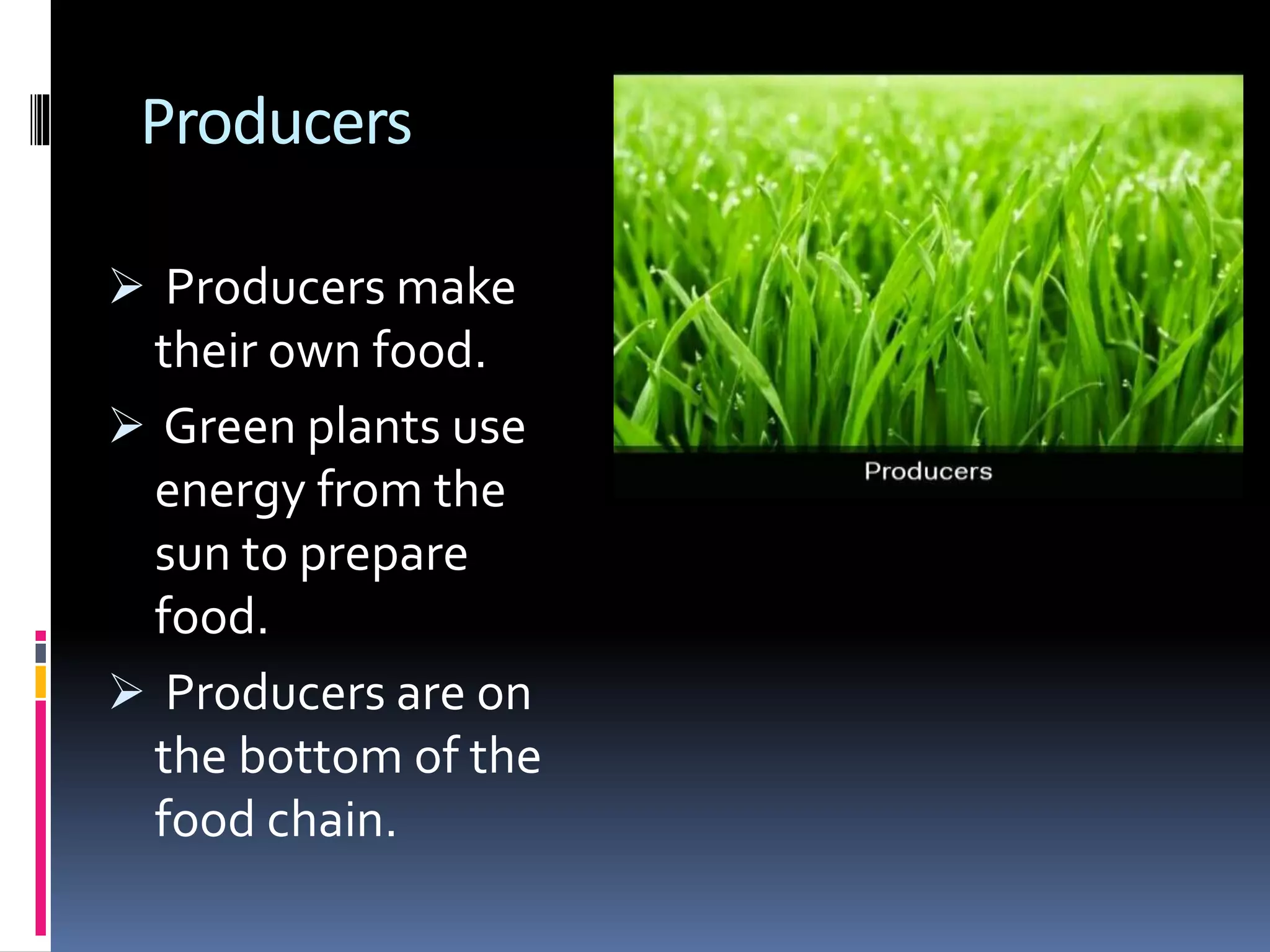 FOOD CHAIN & FOOD WEB | PPTX