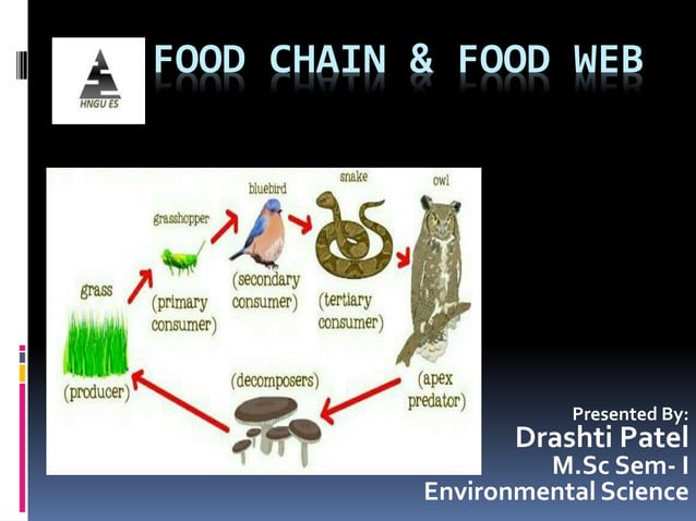 FOOD CHAIN & FOOD WEB | PPTX | Science