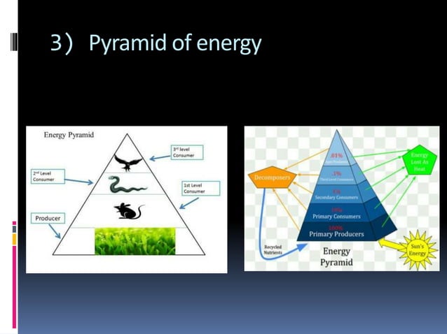 FOOD CHAIN & FOOD WEB | PPTX | Science
