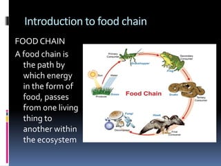 FOOD CHAIN & FOOD WEB | PPTX