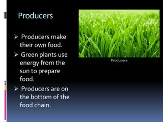 FOOD CHAIN & FOOD WEB | PPTX