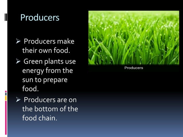 FOOD CHAIN & FOOD WEB | PPTX | Science