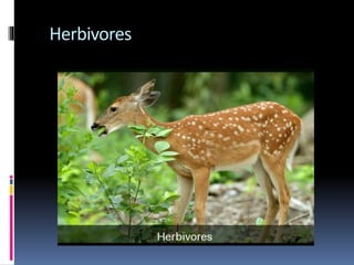 FOOD CHAIN & FOOD WEB | PPTX