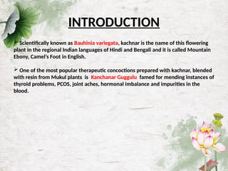 Kanchnara(Bauhinia variegata) Dr. Deepak Anand.pptx