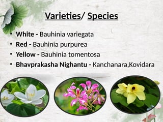 Kanchnara(Bauhinia variegata) Dr. Deepak Anand.pptx