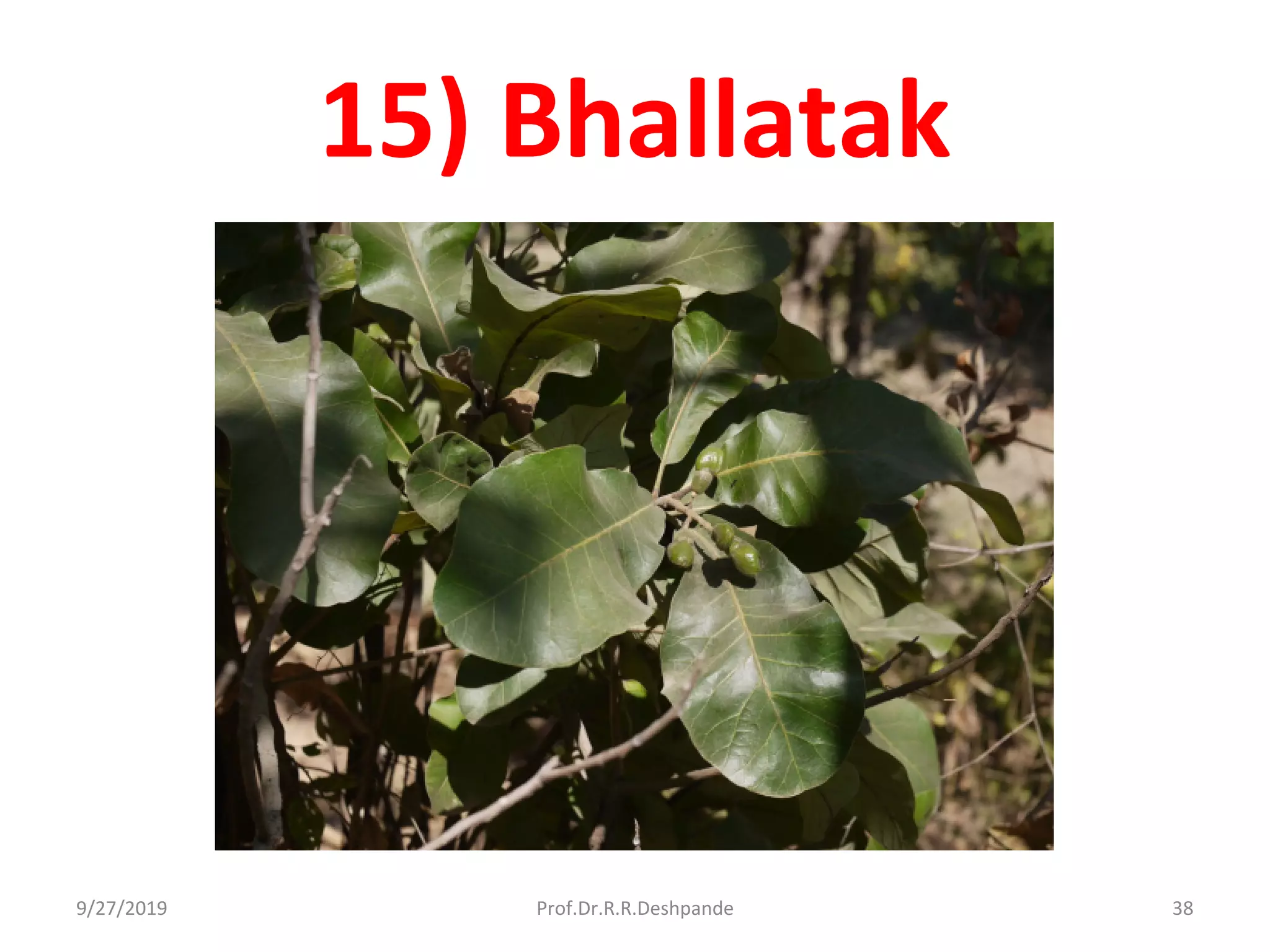 Dravyaguna vignyan ppt | PDF