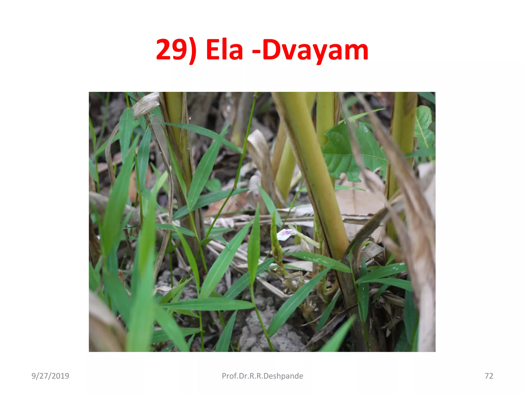 Dravyaguna vignyan ppt | PDF