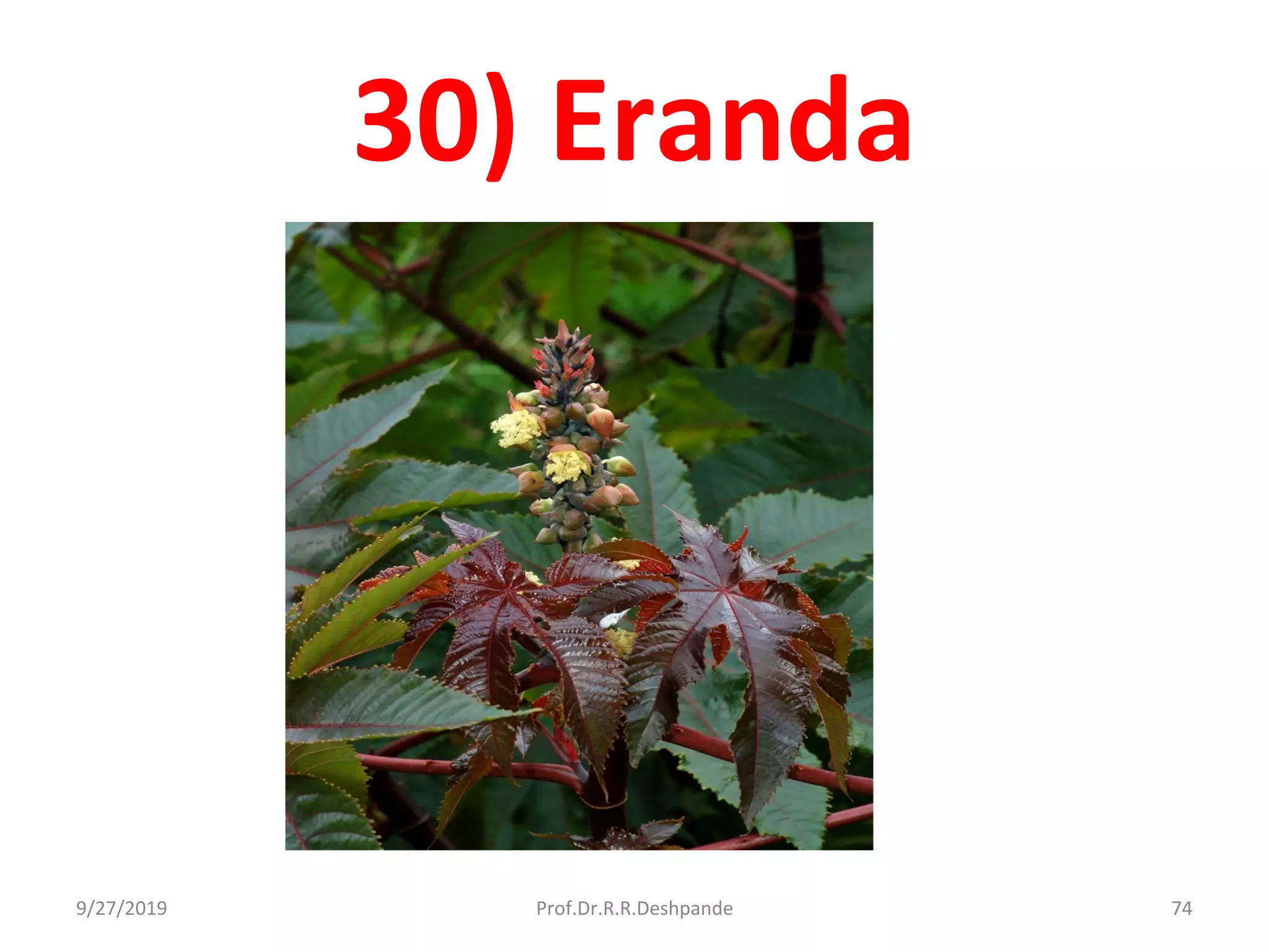 Dravyaguna vignyan ppt | PDF