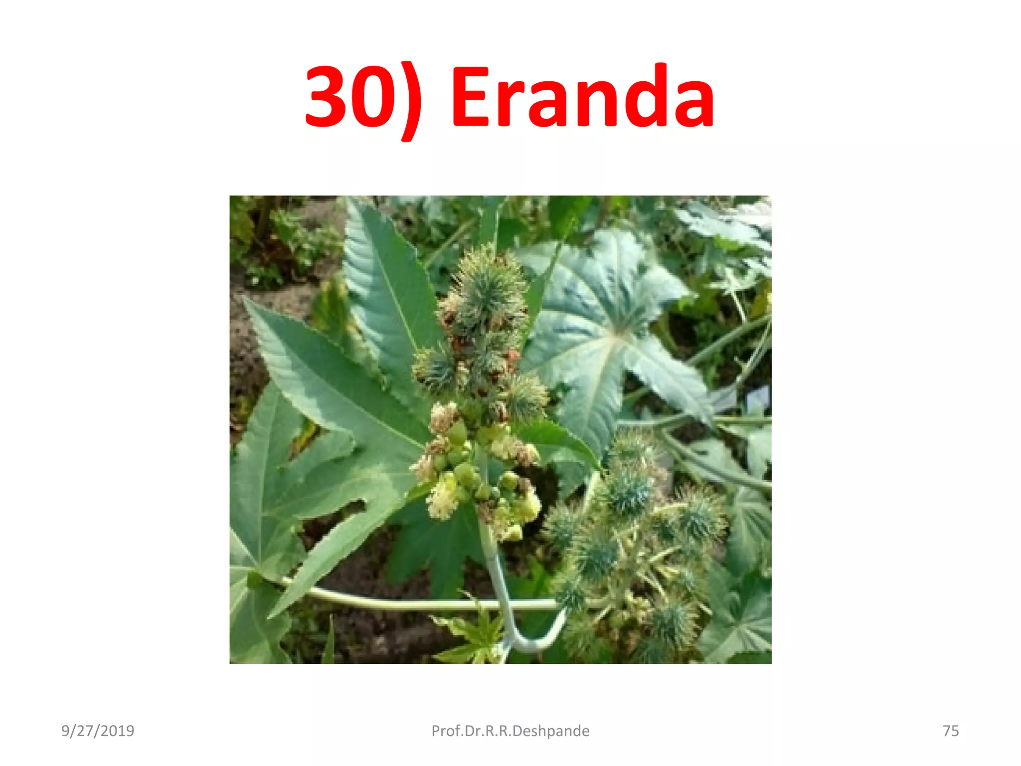 Dravyaguna vignyan ppt | PDF