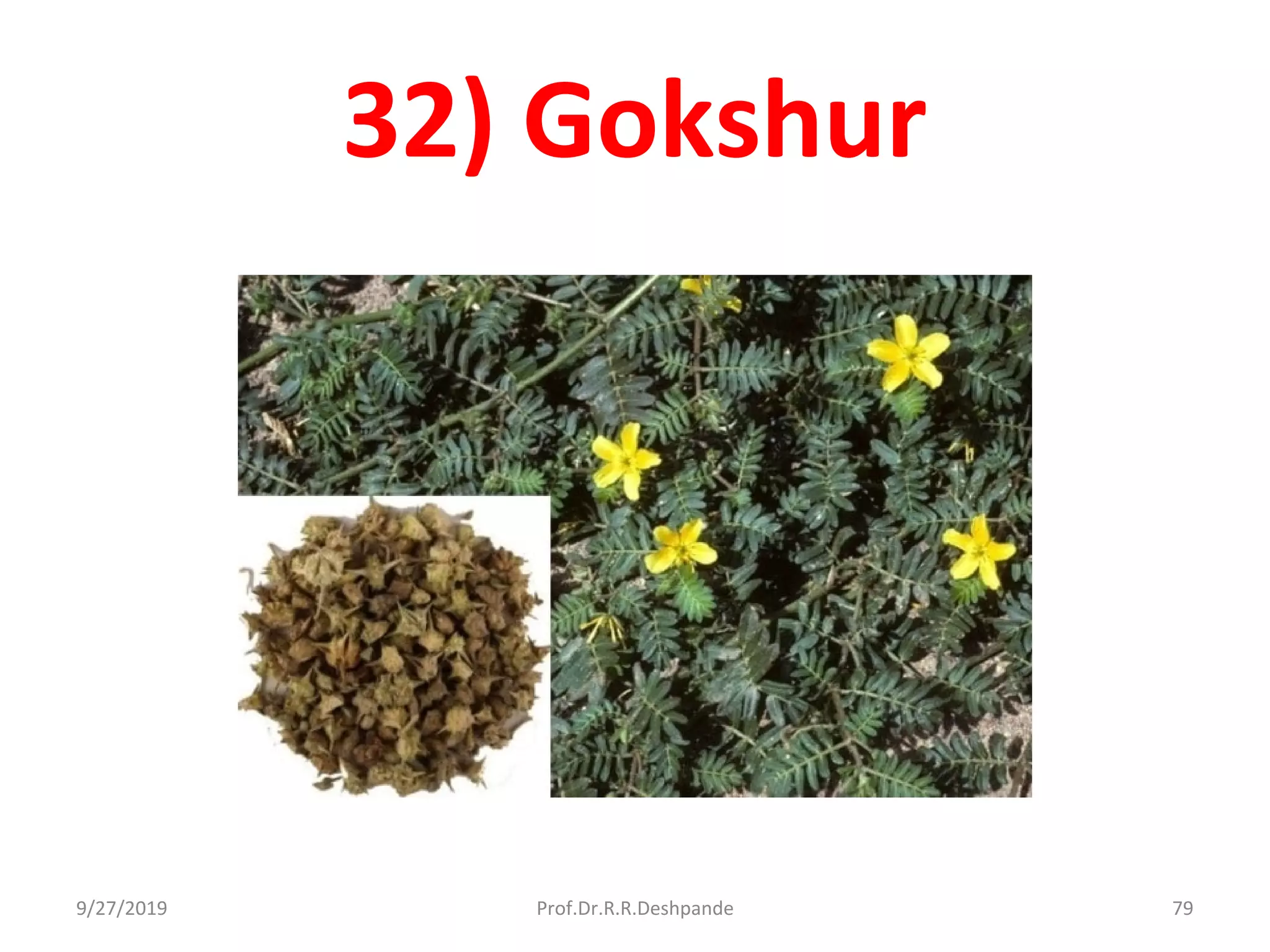 Dravyaguna vignyan ppt | PDF