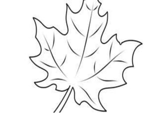 Draw a maple leaf shape | PPT