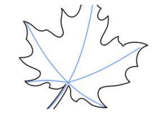 Draw a maple leaf shape | PPT