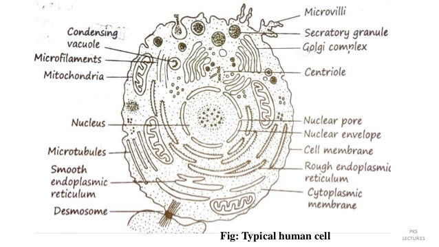 Cell Diagram Labeled Black And White