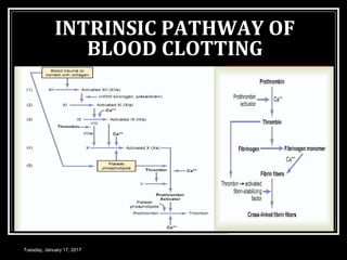 DRAW A NEAT DIAGRAM - BLOOD | PPT